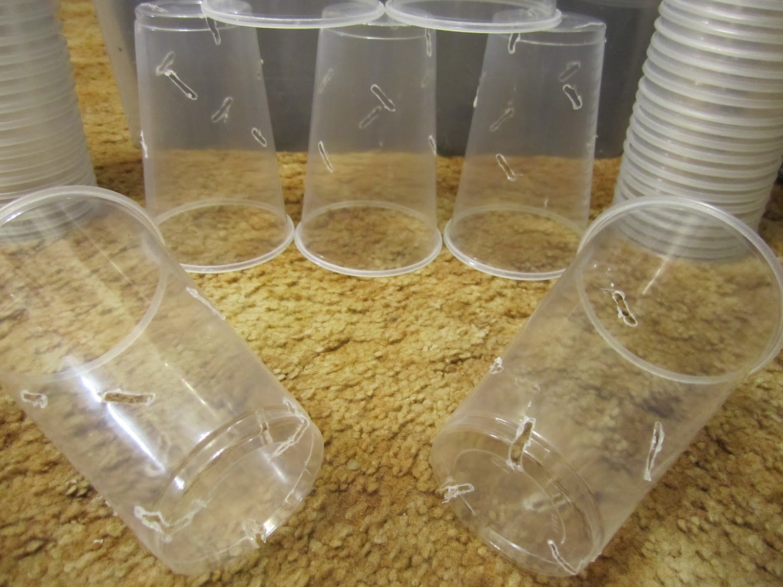 FigCuttings.com: Clear Rooting Cups