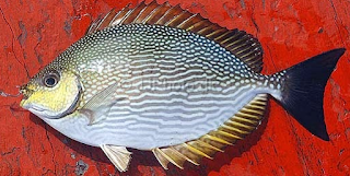 IKAN BARONANG | IKAN DAN LAUT