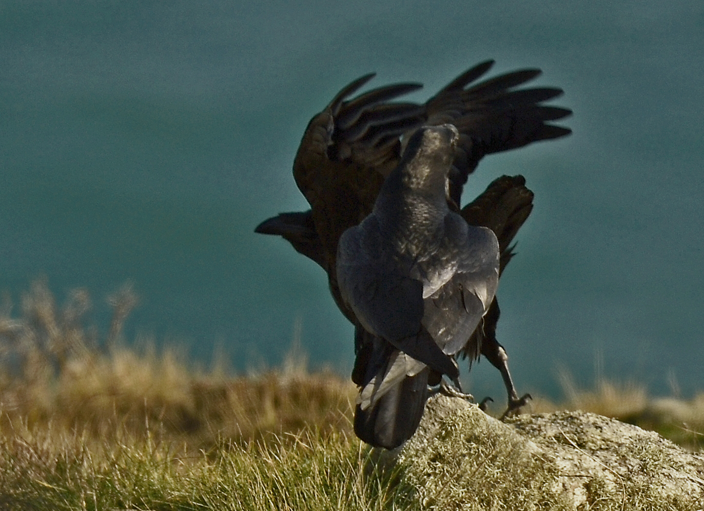 Alan James Photography : Ravens Reign