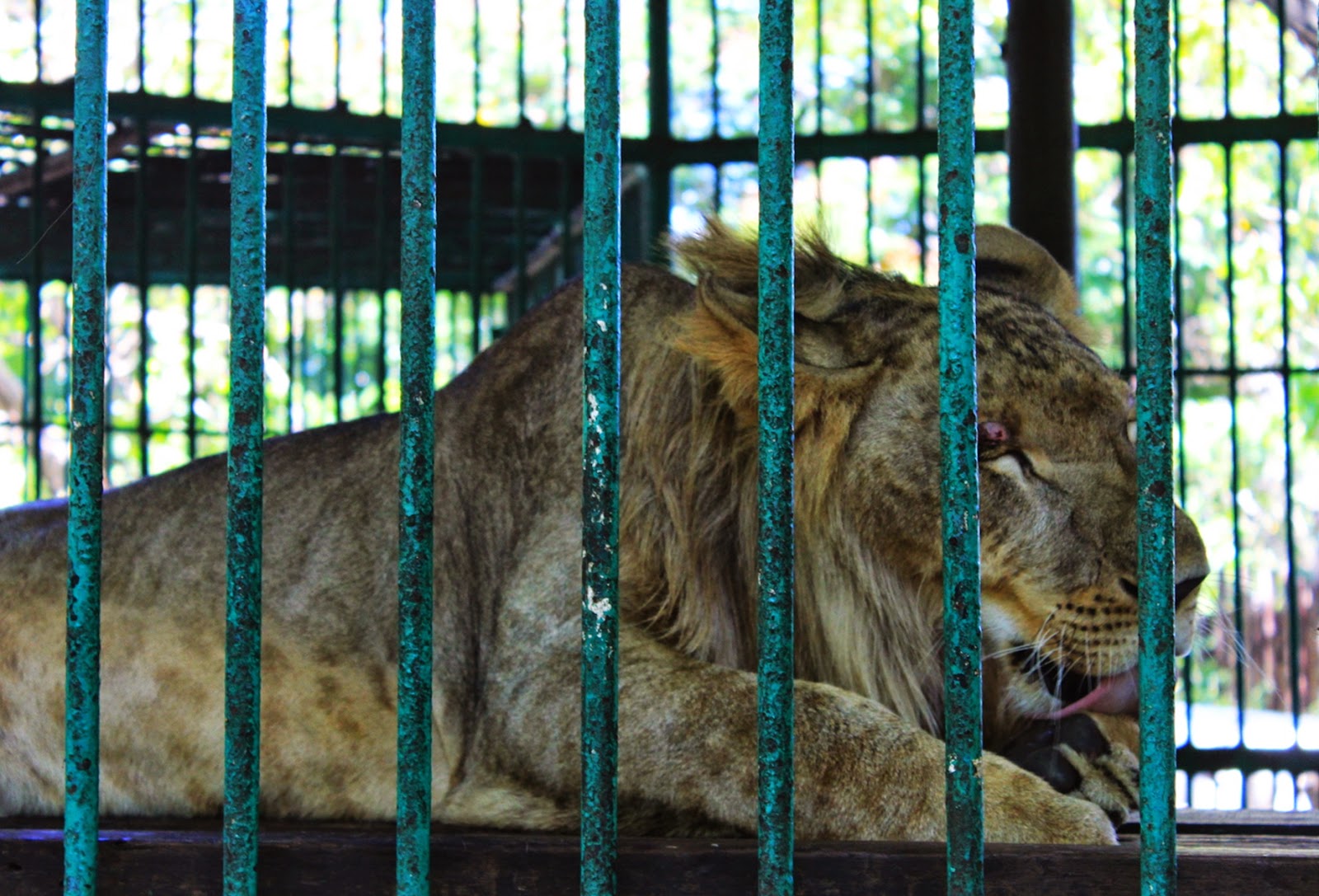 10taku Street: Manila Day at Manila Zoo