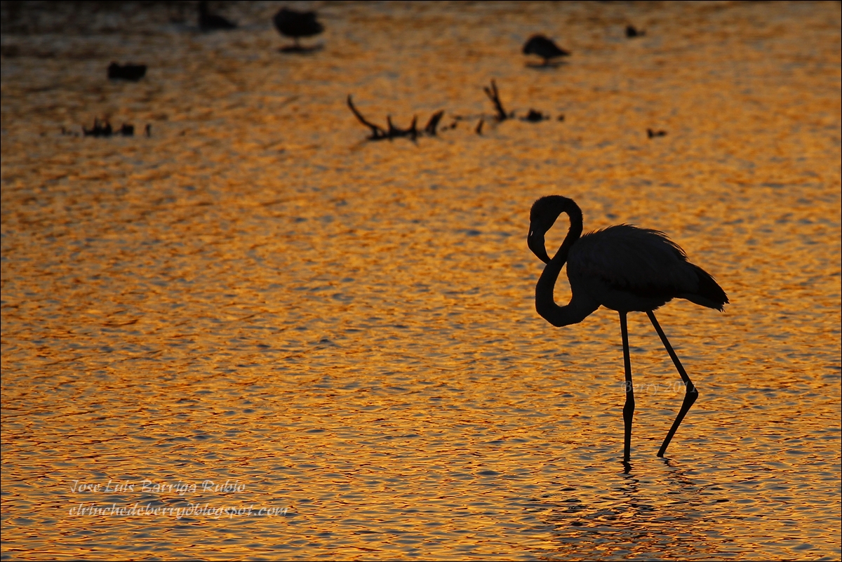 El Rinche de Berry : Fotos de Aves