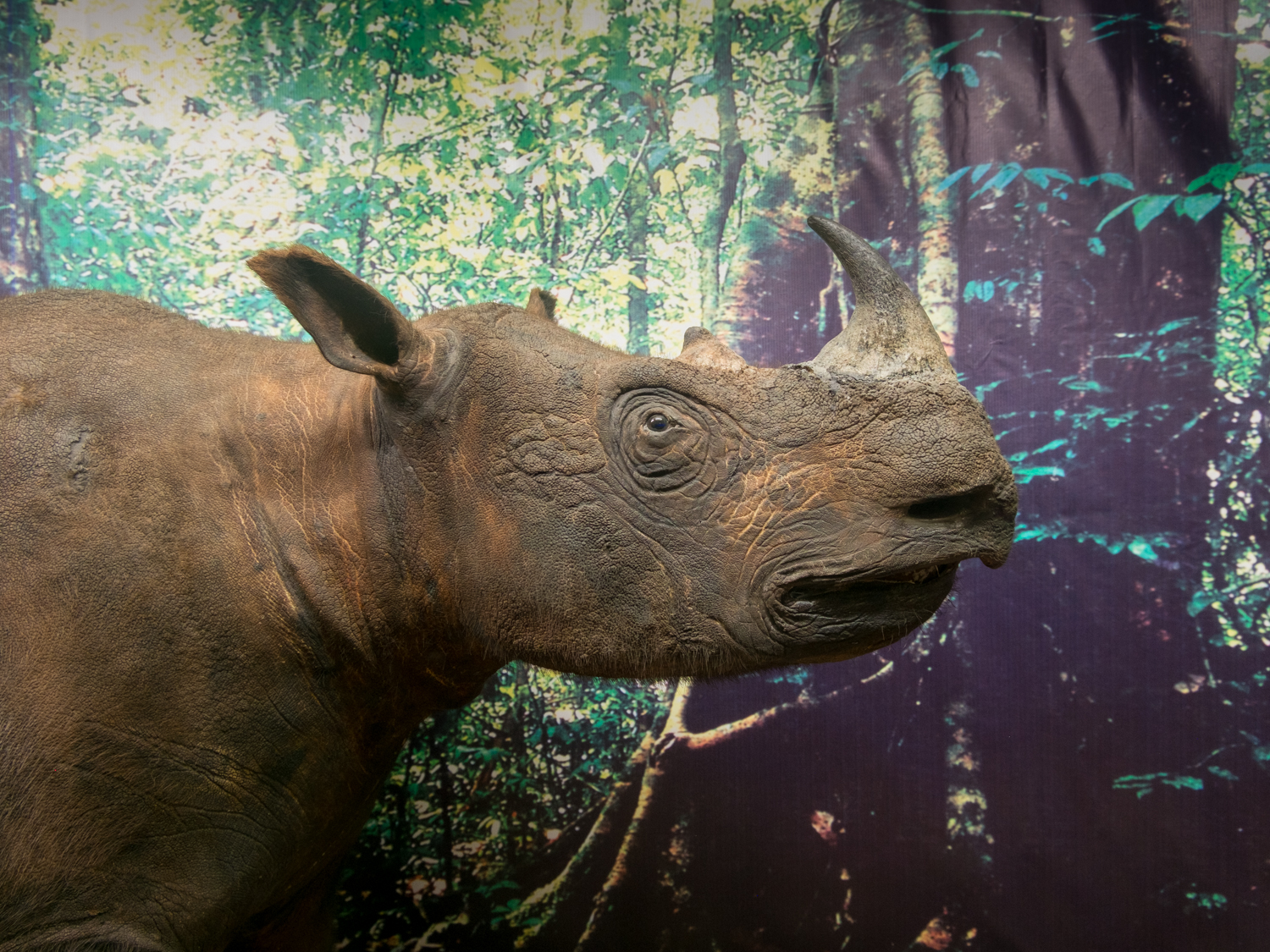 Hello Talalay: Flora And Fauna At The Sabah State Museum