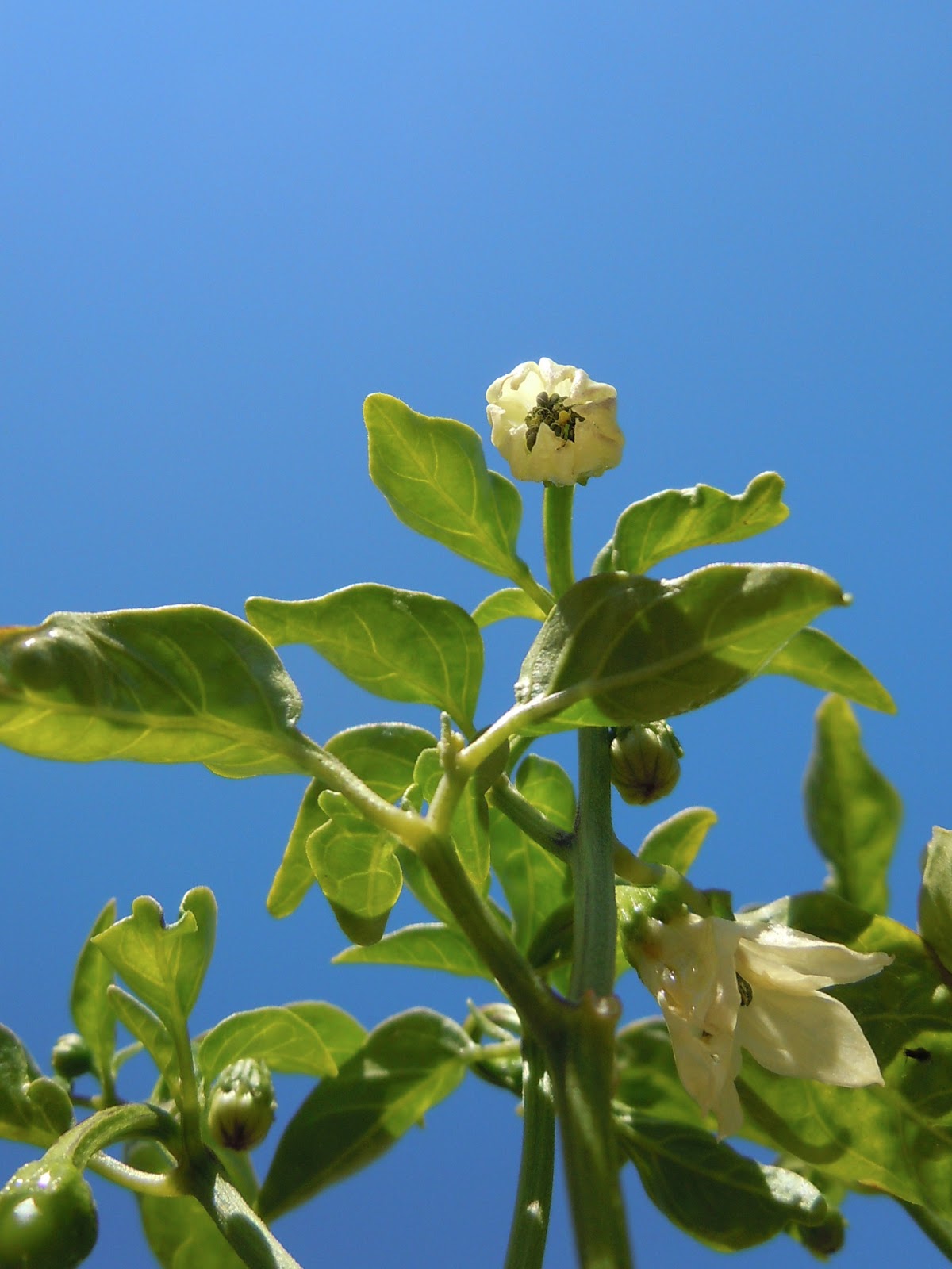 Laurel’s Studio: Pepper Plant