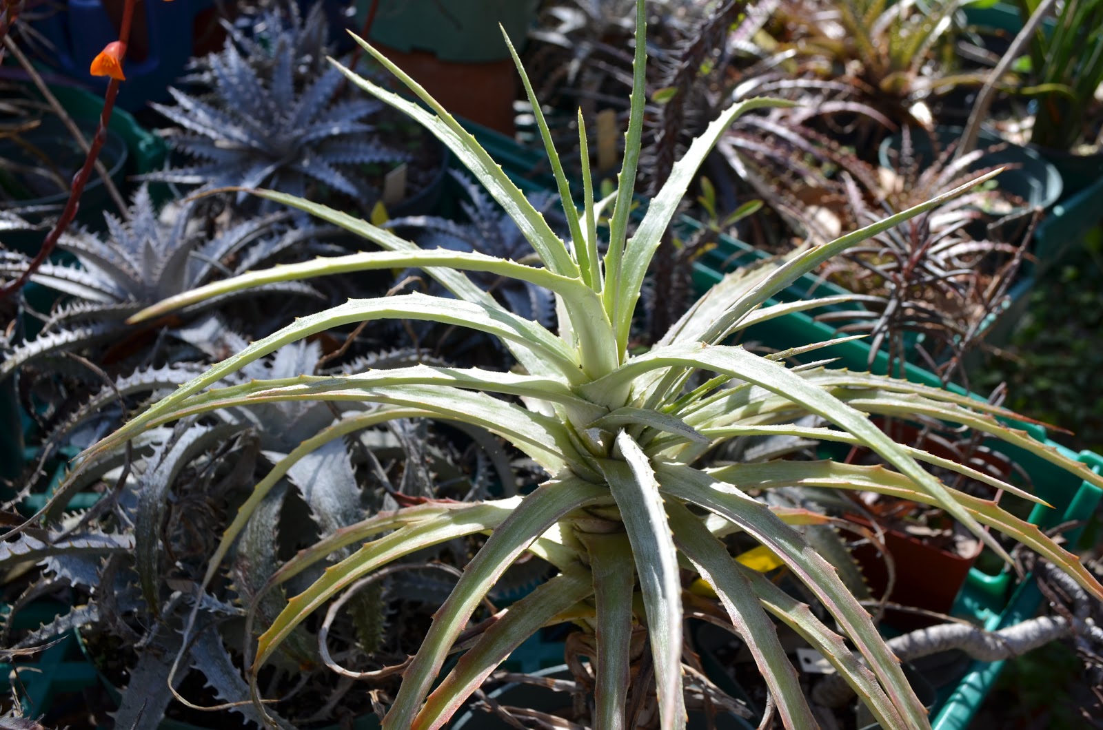 Succulent Bromeliads and others : Hechtia sp. from W. Chilpancingo Guerrero