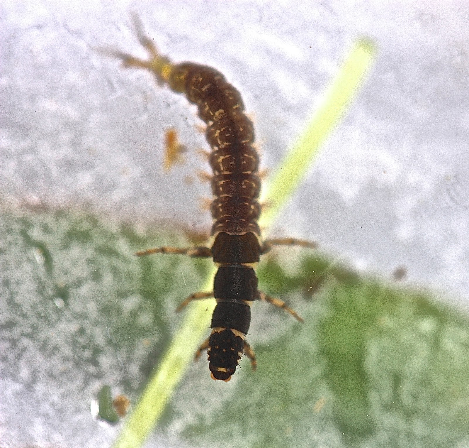 Aquatic Insects of Central Virginia: But That Doesn't Occur in Our Part ...