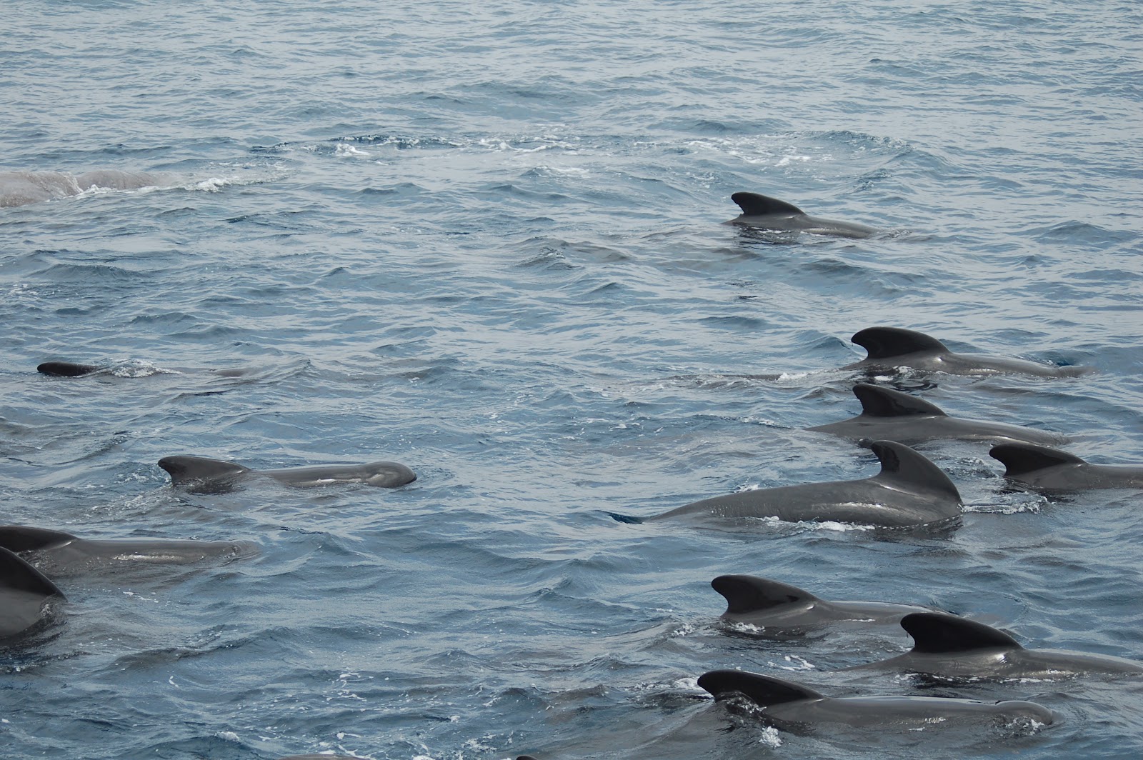 Delfines, ballenas y orcas en Tarifa: Gran grupo de calderones ...