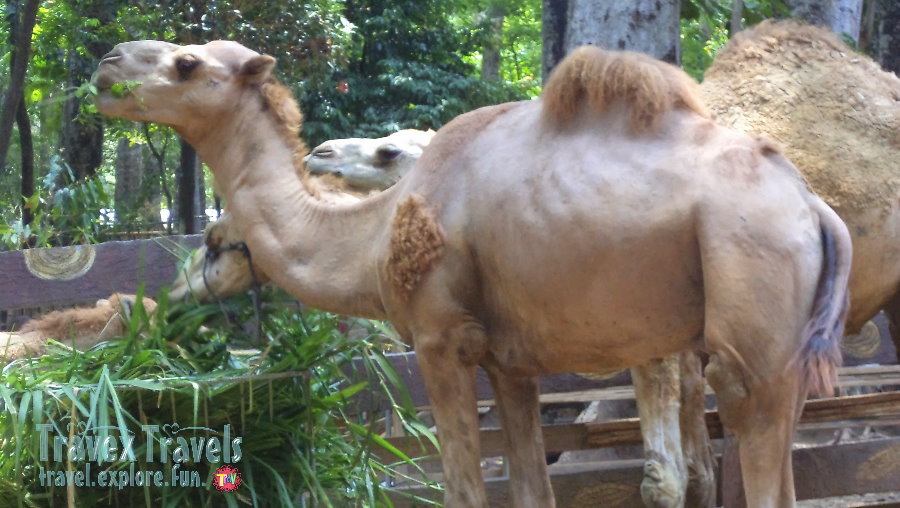 Zoobic Safari, A Zoo Leveled Up - Travex Travels - Travel. Explore. Fun ...