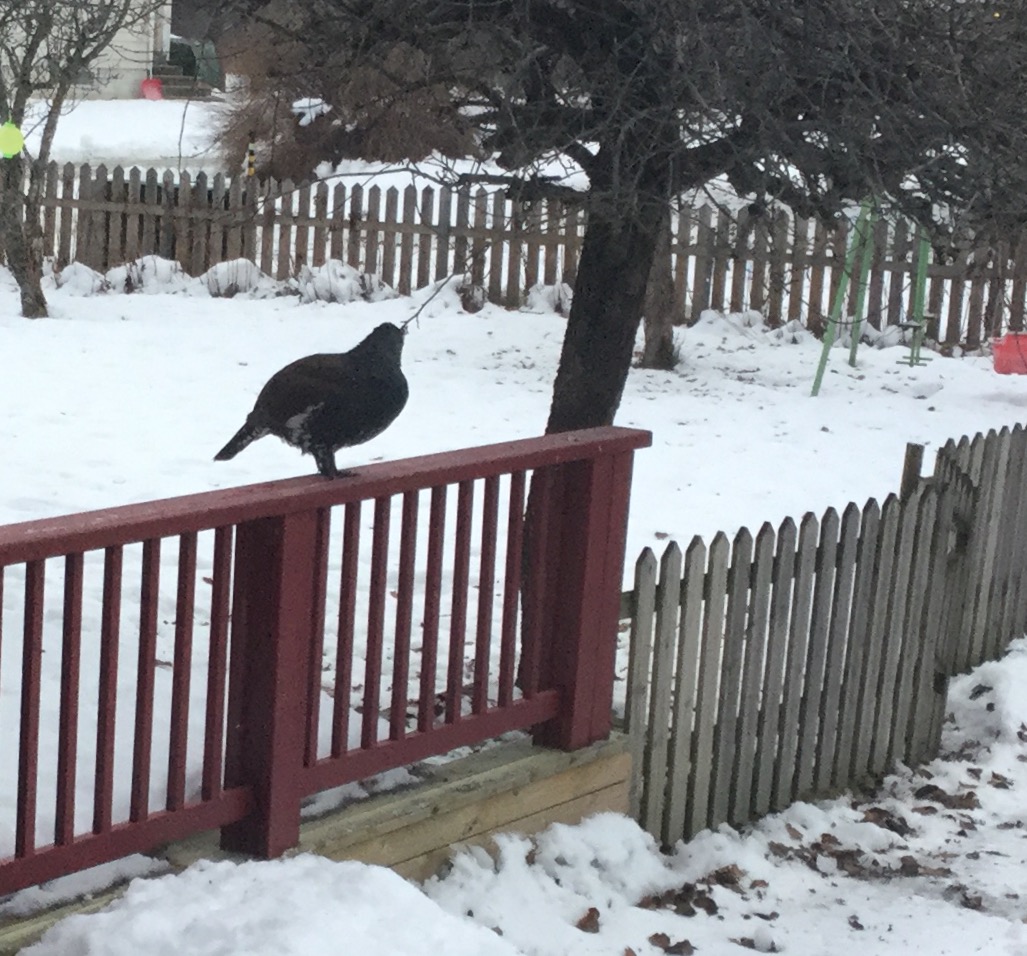 rett og vrang: Tiur på ville veier/ Capercaillie out of area
