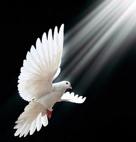 Sebirblu: Il Sublime ed Ultimo VOLO della COLOMBA BIANCA