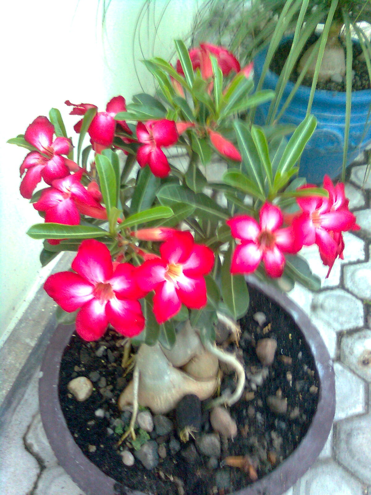 BUNGA KAMBOJA HIAS: kamboja bunga putih dan merah