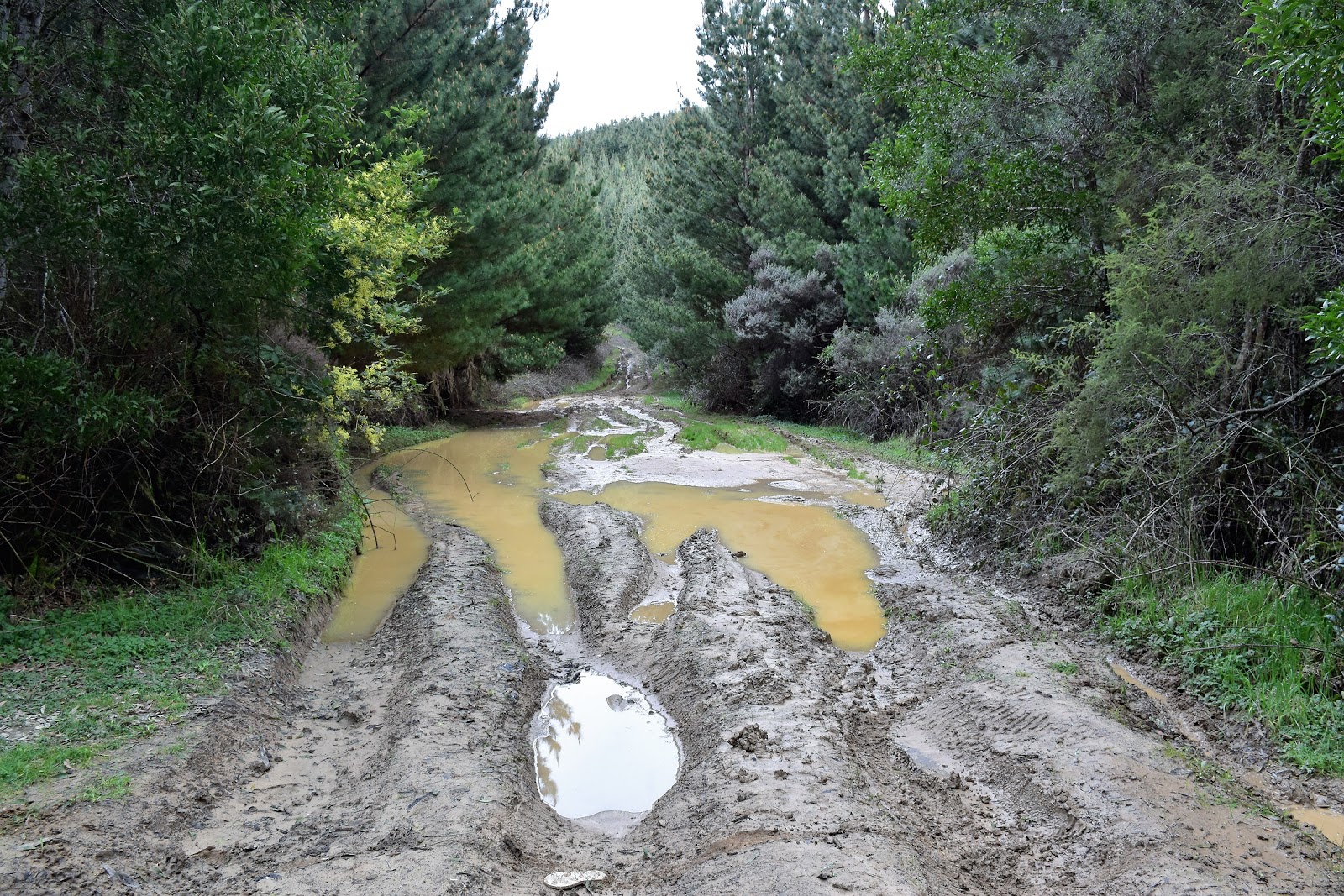 Goin' Feral One Day At A Time: Stevensons Falls, Otway Forest Park ...