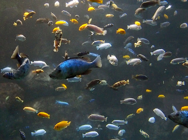 Kingfisher Imaging: Toronto Zoo Photography