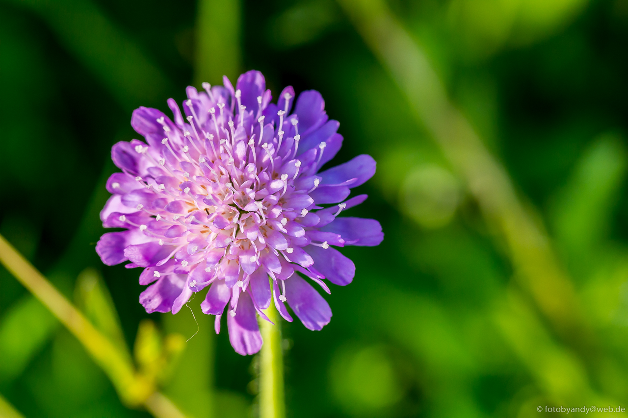 foto by andy: Wiesenblumen