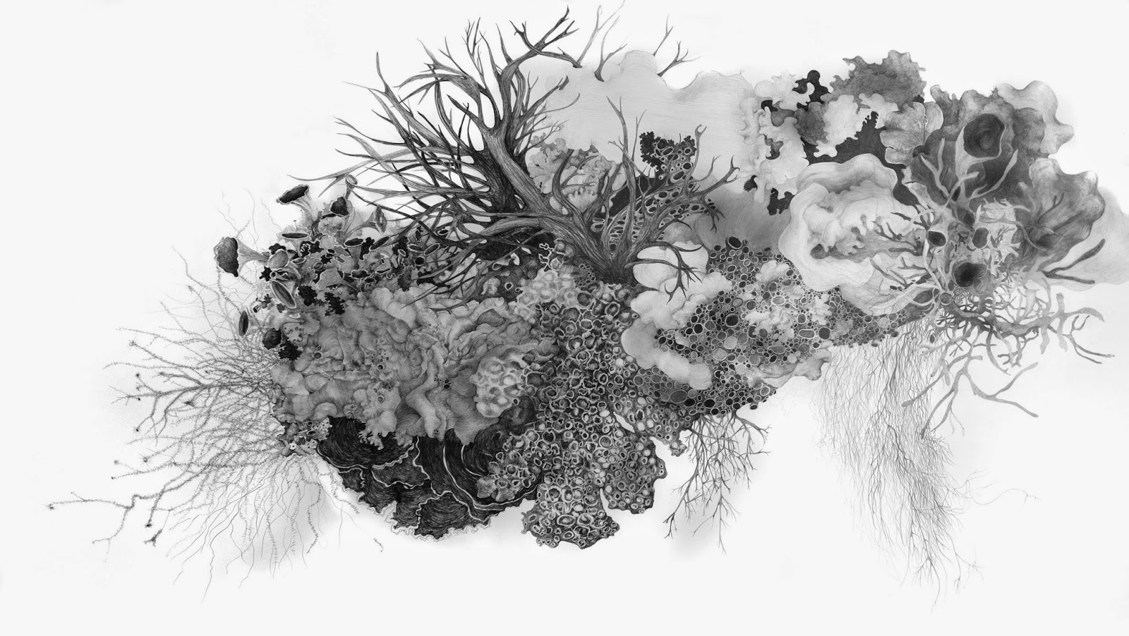 Lichen Drawing