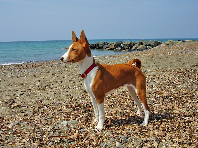 Beautiful Photographs of Basenji Puppies and Dogs