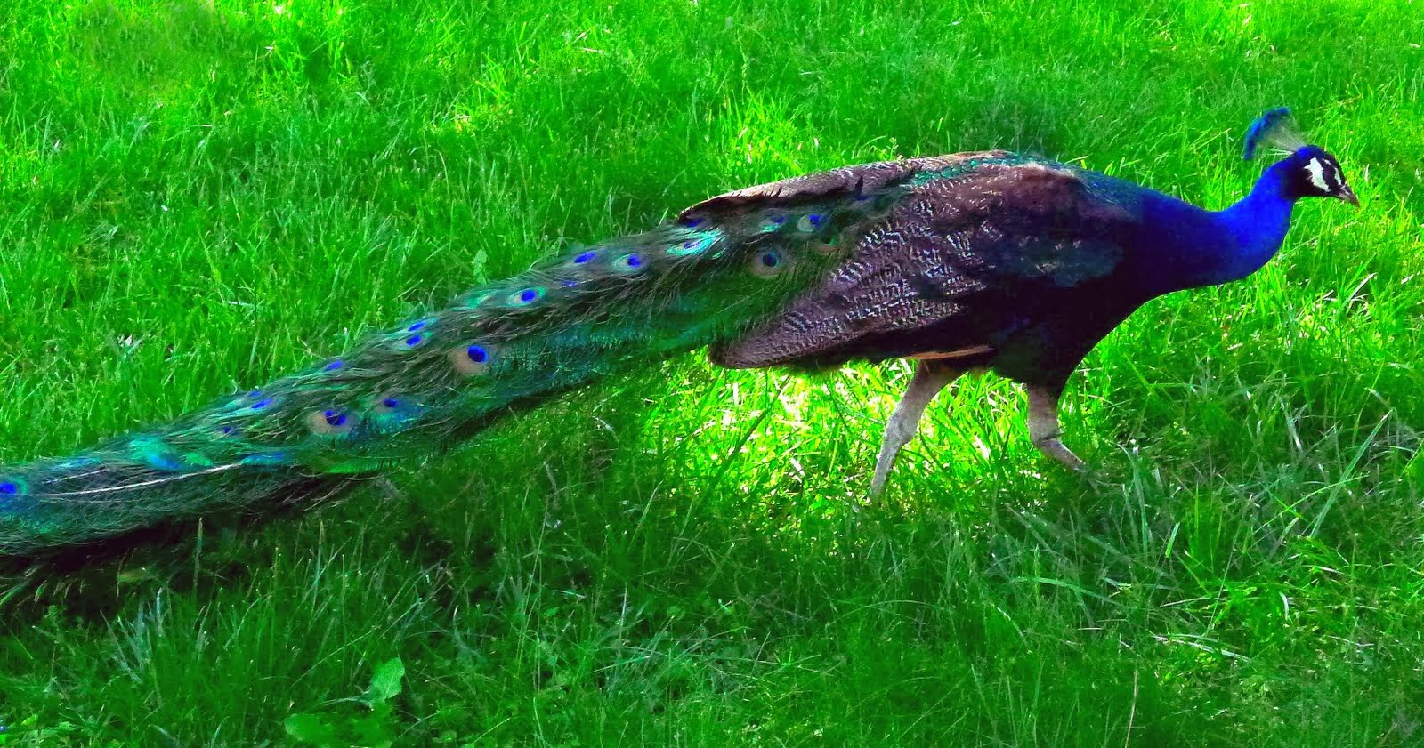 Adorable Peafowl ~ The Animals Planet