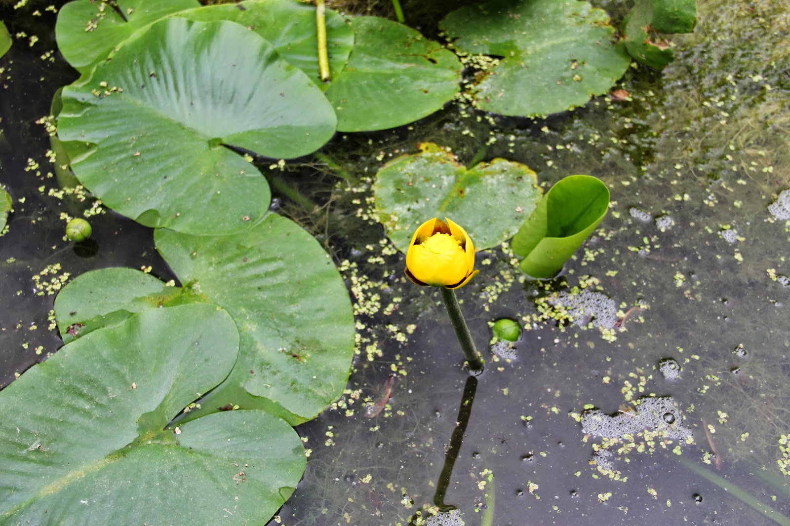 Isabella Conservation District Environmental Education Program: Yellow ...