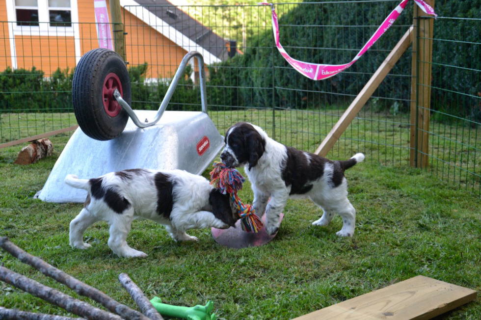 Mountjoy-Kennel Monika Jansson: Bilbos valpar 8 veckor.