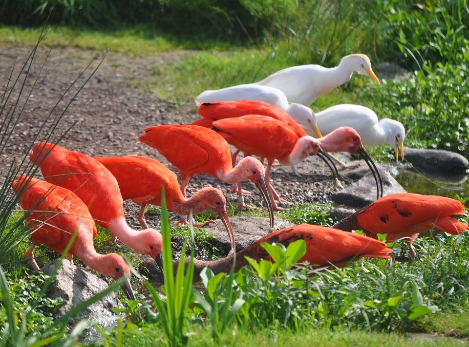 ZOOTOGRAFIANDO (6.100 ANIMALS): IBIS ROJO O ESCARLATA / SCARLET IBIS ...