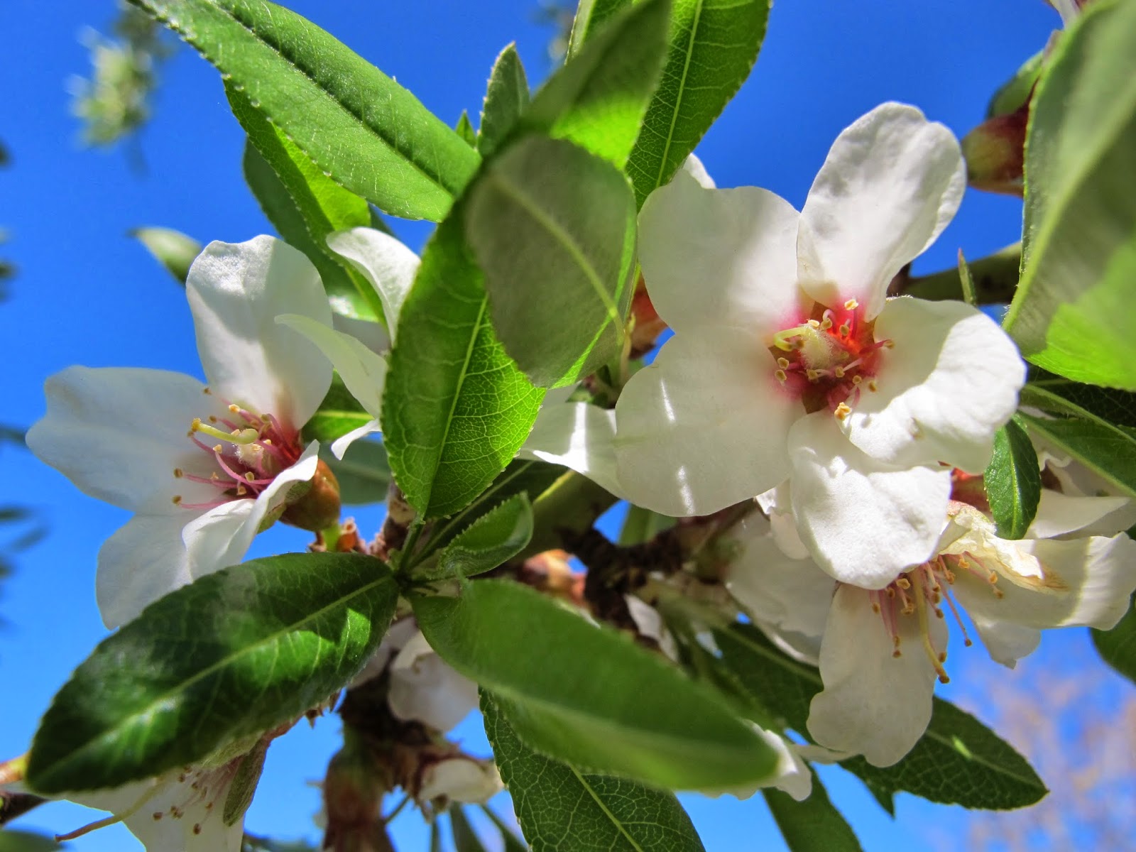 EVERGREEN LOVE: LOCCITANE Redefine Your Curves, Almond Collection 2014