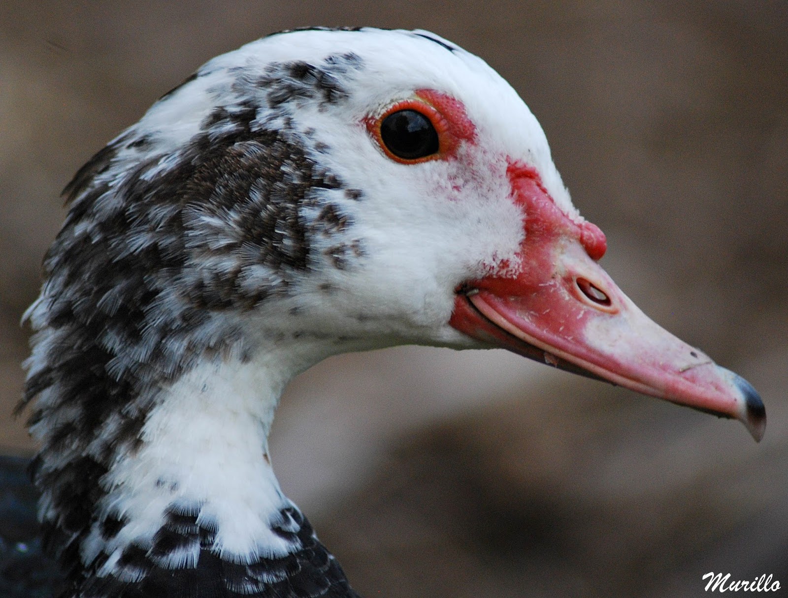 Las excursiones de Murillo "murillonature": Algunas fotos mas de patos ...