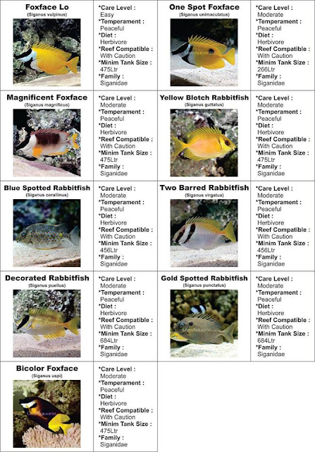 hardy boy: Coral Reef Fish Names