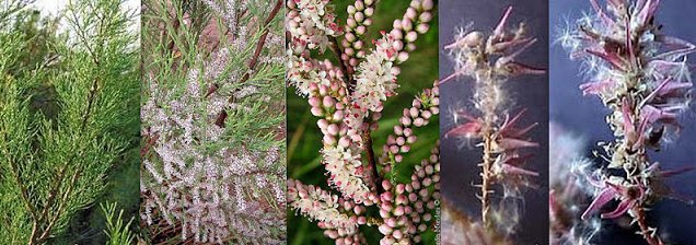 TARAY: Historia del Taray