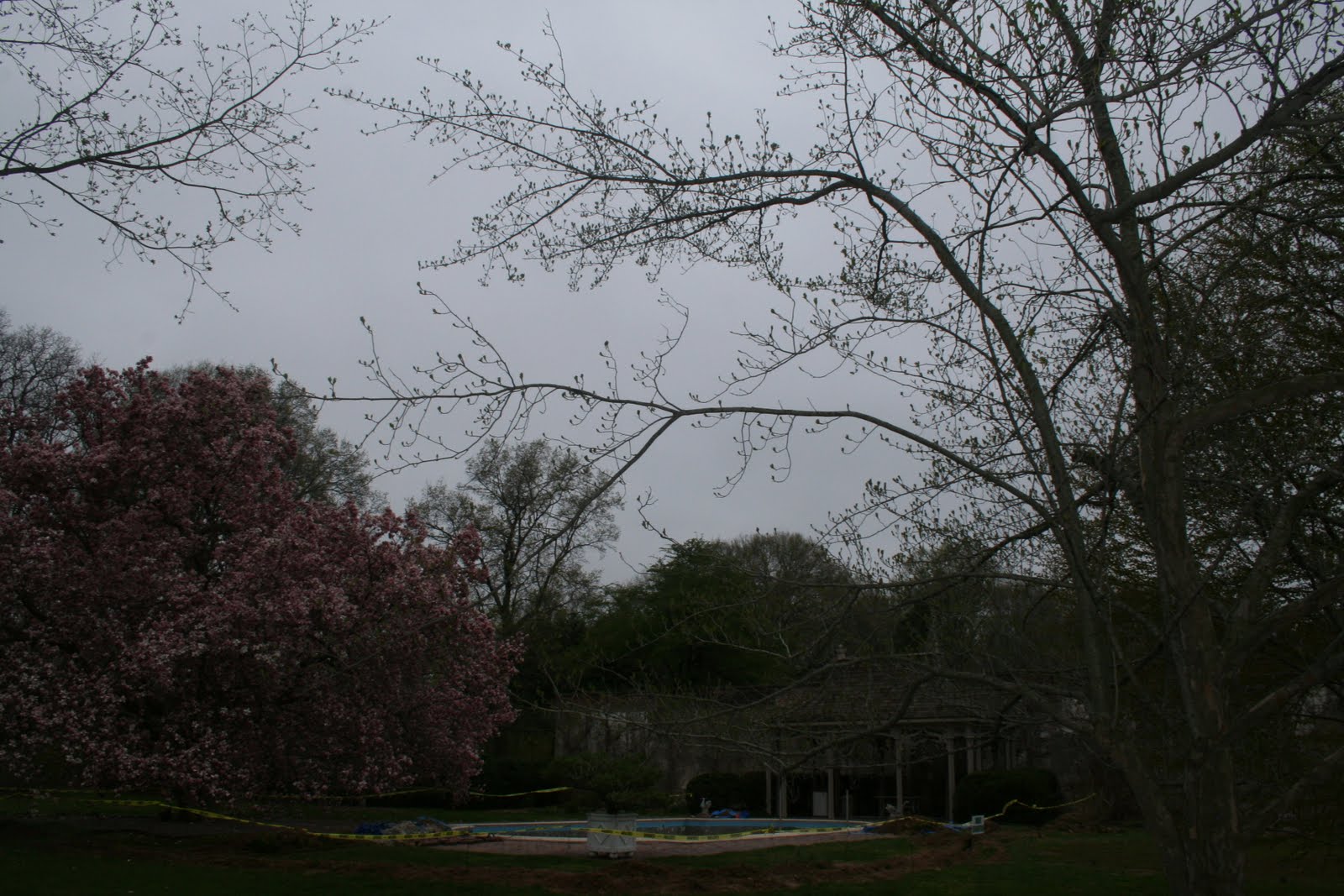 Field Journal for Trees in the City Course: Tree 13: Winter King Green ...