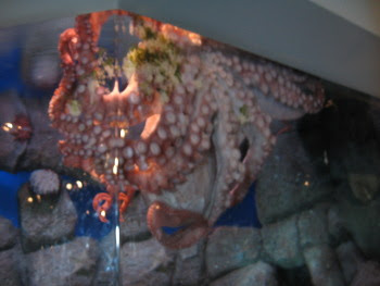 lea michele: Monterey bay aquarium octopus