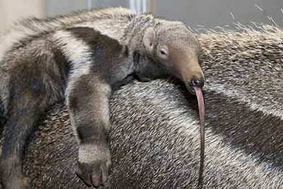 Retired--Now What?: Anteater Photo Addendum