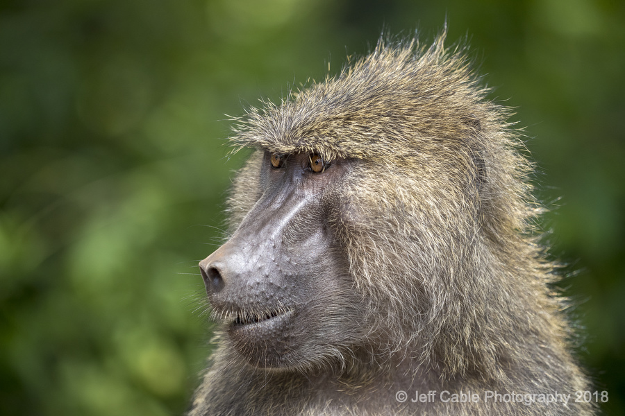 Jeff Cable's Blog: The monkeys and baboons of Tanzania, Africa