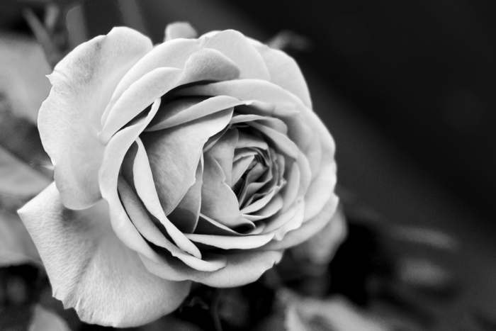 Tuuliviiri kuvaa: Ruusu