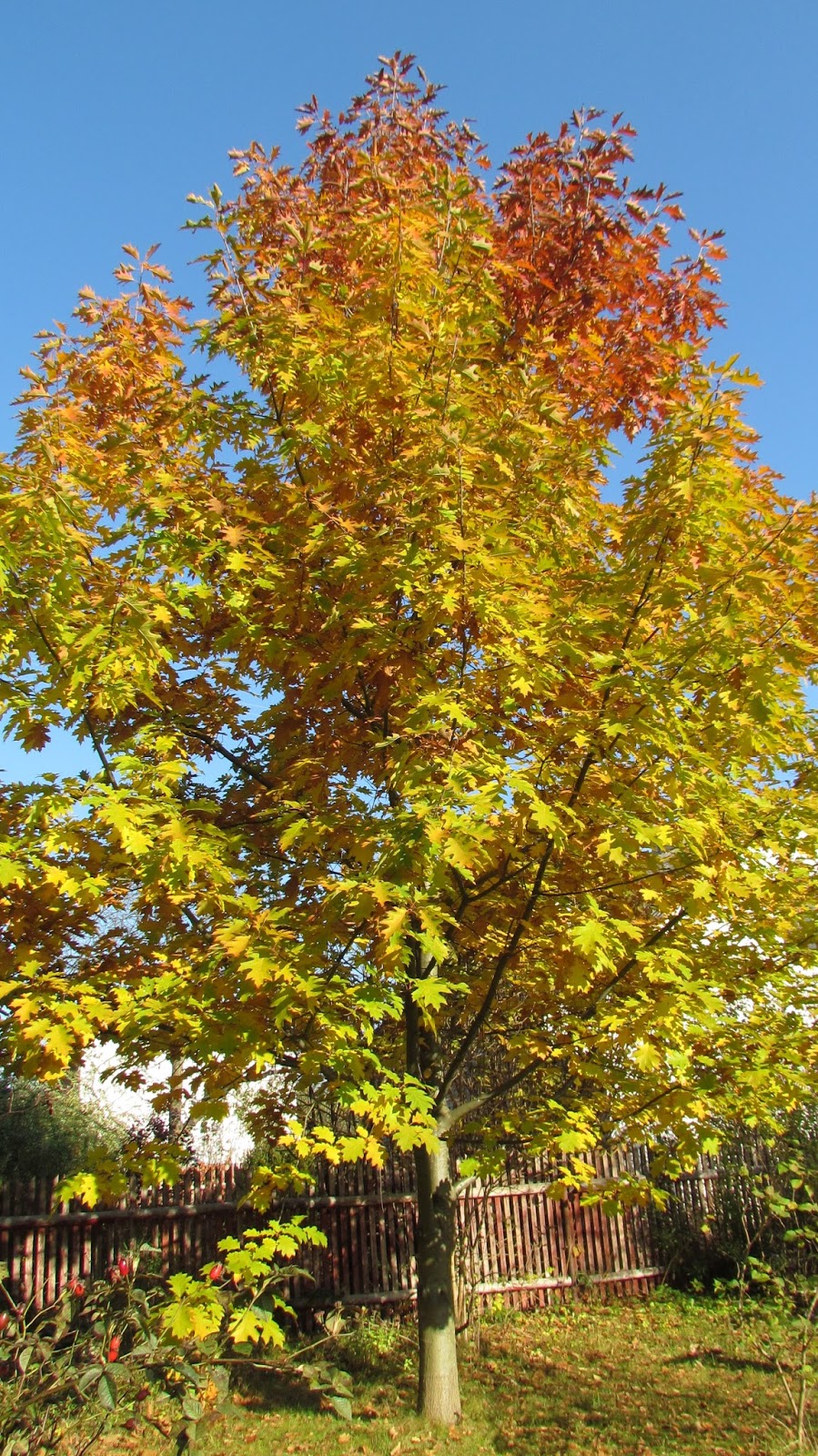 Świętokrzyskie Włóczęgi : Dąb zupa dębowa