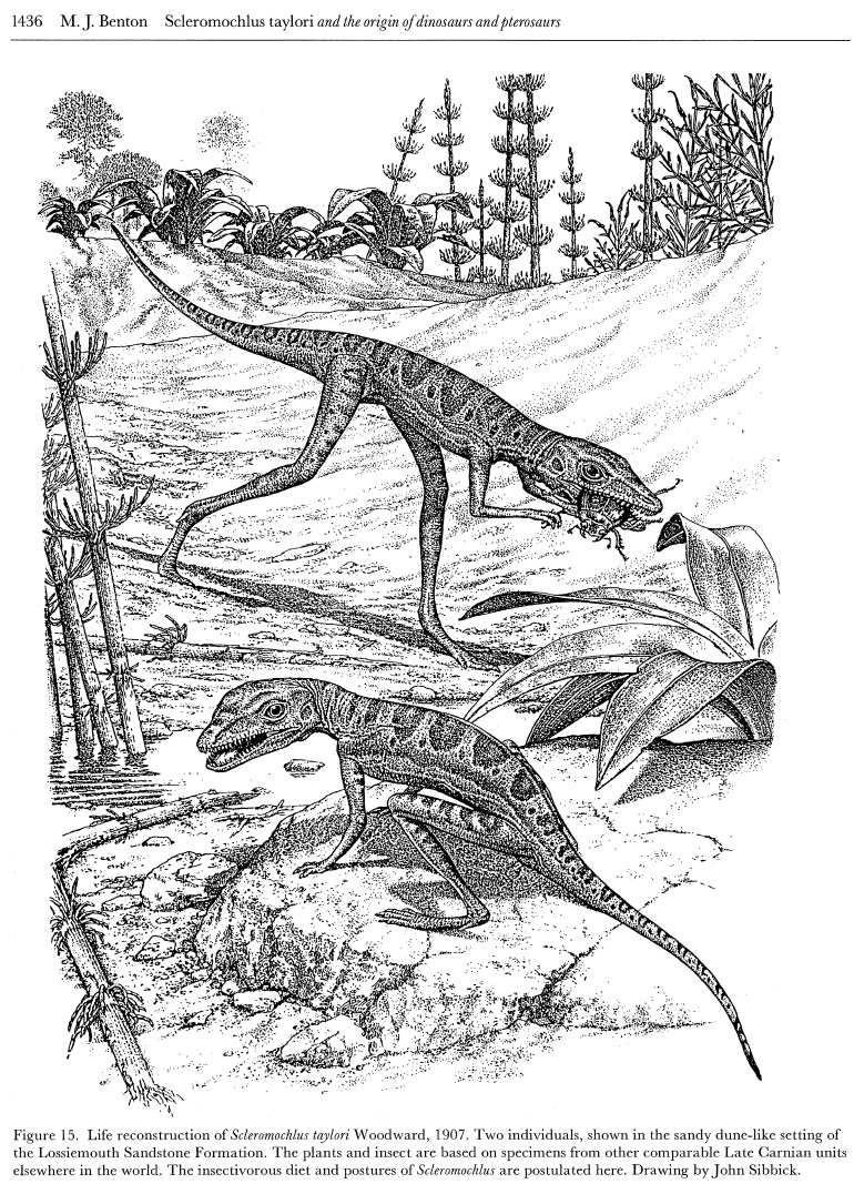 Species New to Science: [Paleontology • 1999] Scleromochlus taylori ...