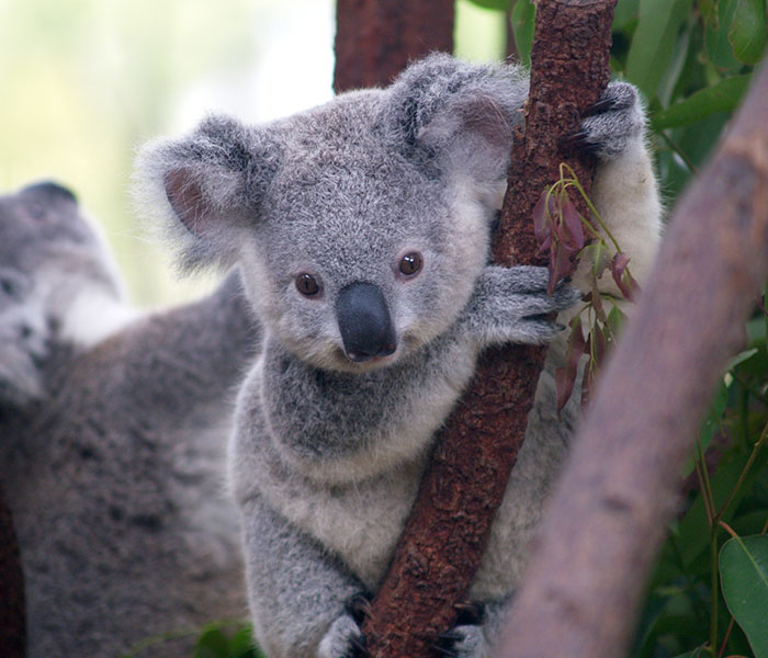Tumblr Users Share Facts About Koalas And They Will Make You Wonder How ...