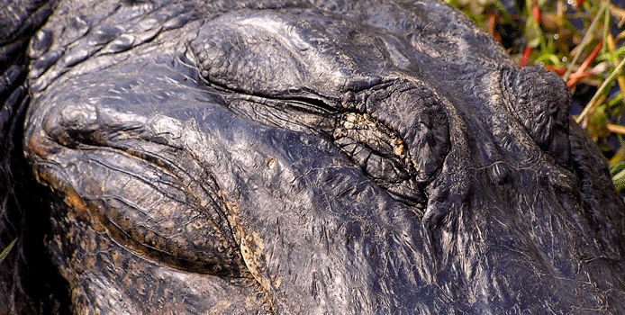 AKI GIFS: Alligator animated gifs