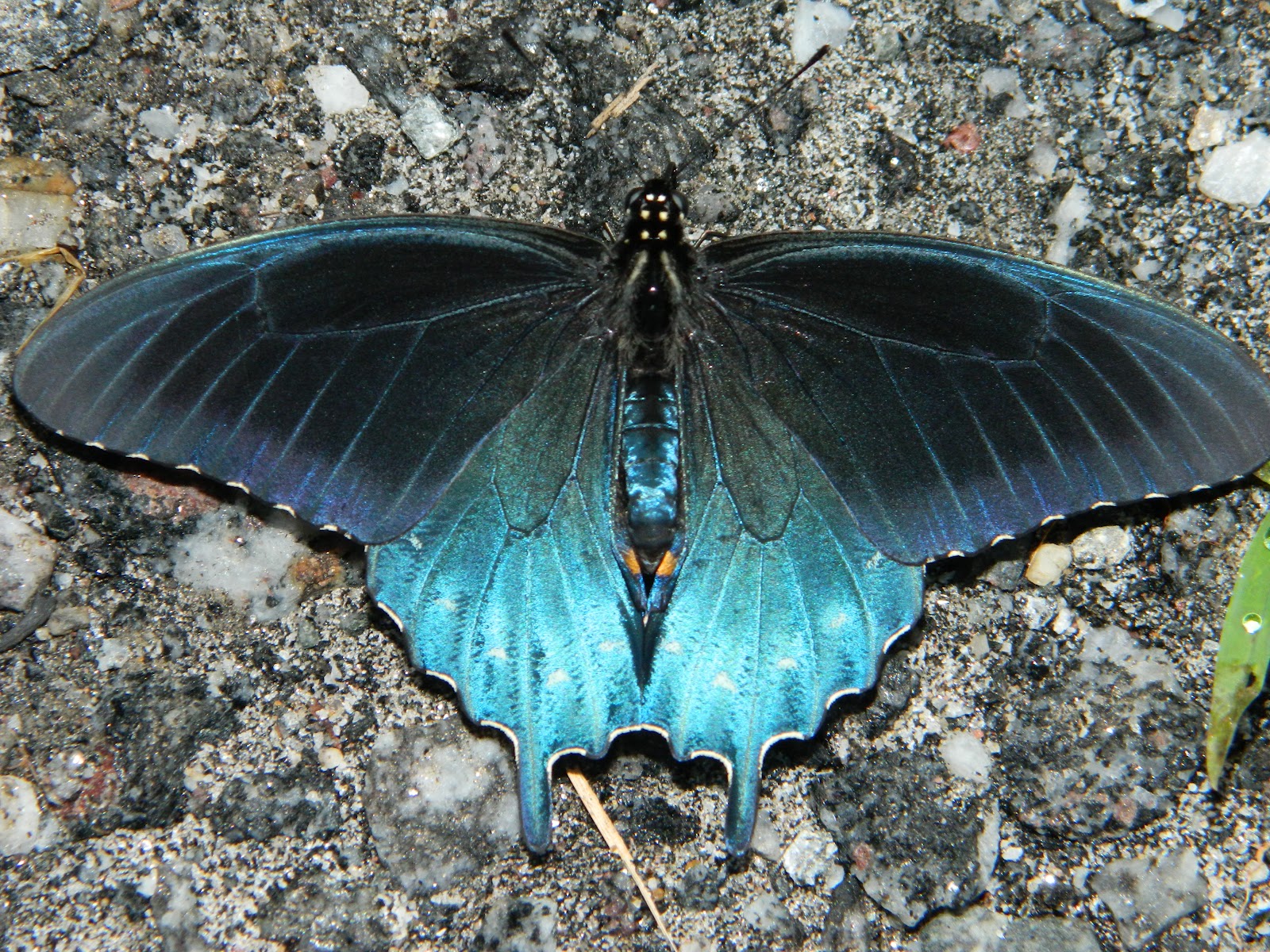 Lise's Log Cabin Life: My Encounter With a Newly Emerged Pipevine ...