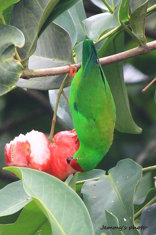 Pesona Alam dan Satwa Liar: Serindit Sulawesi / Celebes hanging-parrot