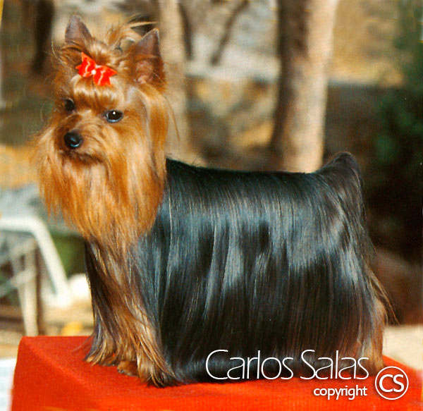 La Villa y Corte Yorkshire Terrier: I'm Huckleberry me de Yorkboro