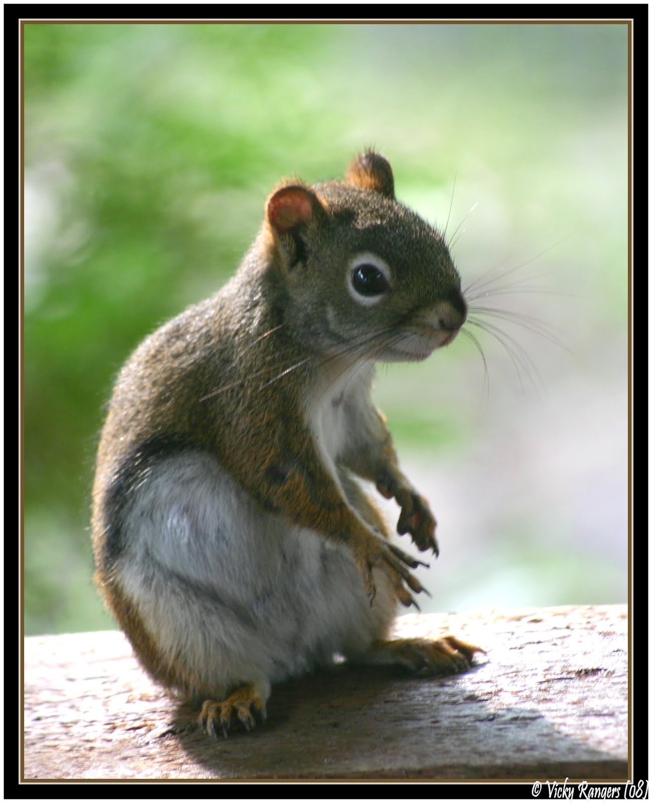 La faune et la flore du Québec en photos: Écureuils, Sciurus