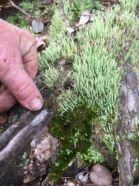 Homesteading in Hawaii: Rains and Cool Temps = Moss