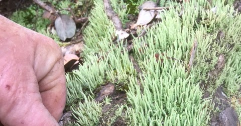 Homesteading in Hawaii: Rains and Cool Temps = Moss