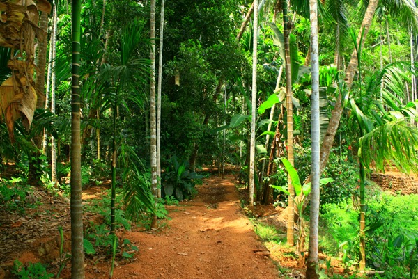 Visit To GOA: SPICE PLANTATION