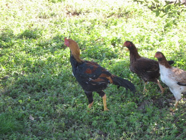 Saipan Jungle Fowl