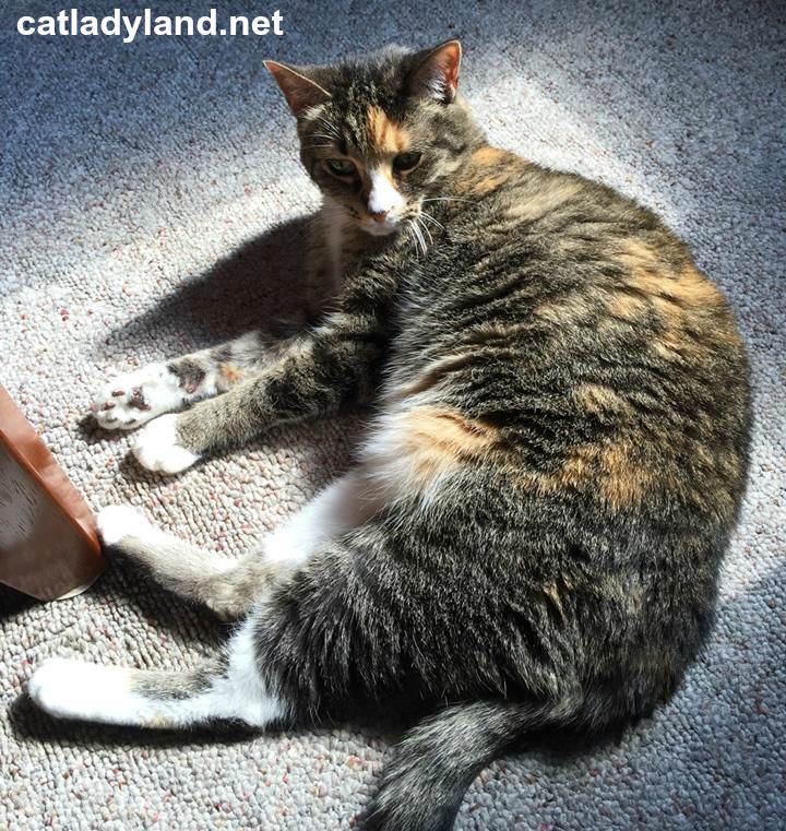 Catladyland: Cats are Funny: Cat Feet: A Progressive Study in Cute