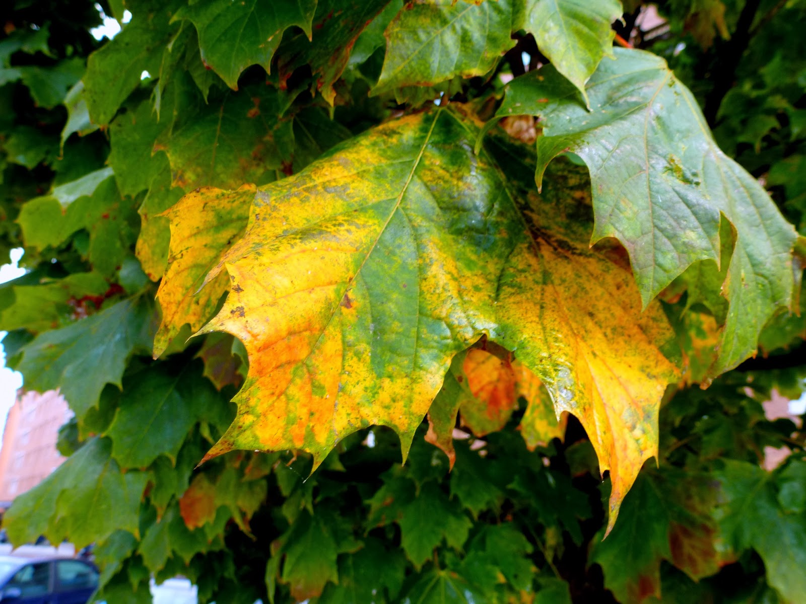 Árboles con alma: Arce Real. Erable. (Acer platanoides) Árboles con alma: Arce Real. Erable. (Acer platanoides)