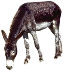 EL BURRO DE CAMPESINO