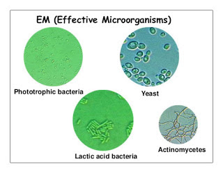 Pengaruh Effective Microorganisms 2 (Em2) Terhadap Pertumbuhan Dan ...