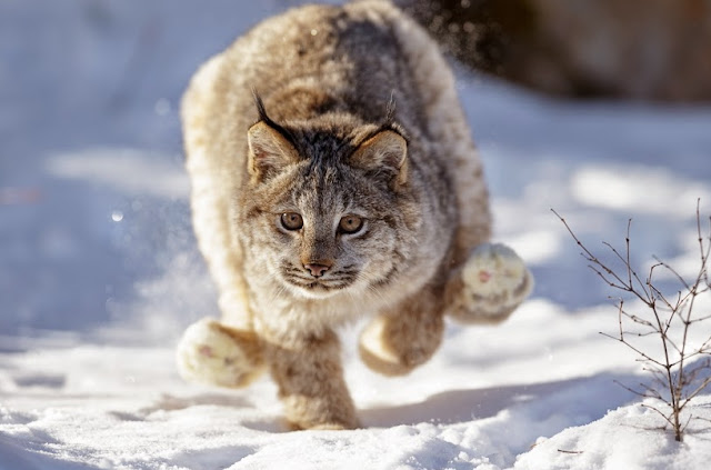 White Wolf : Canadian Lynx And Their Amazing Big Paws (14 Pics)