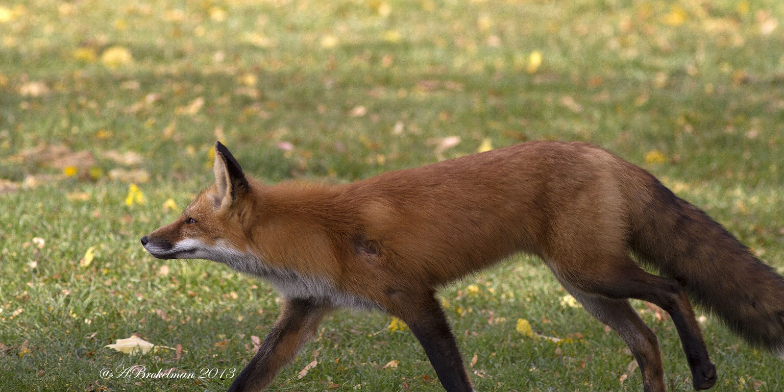 Ann Brokelman Photography: Red Fox - Oh what a great day - memory lane